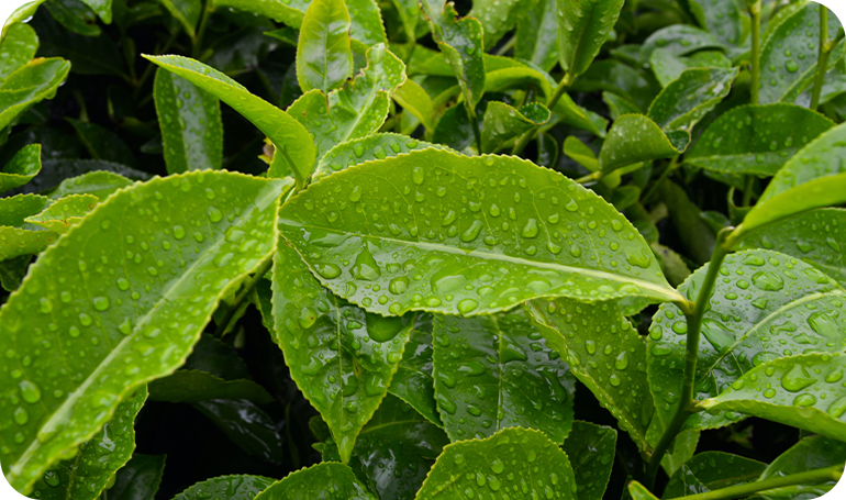 Wallen's Sweet Tea 12 Pack – The Ryl Company™